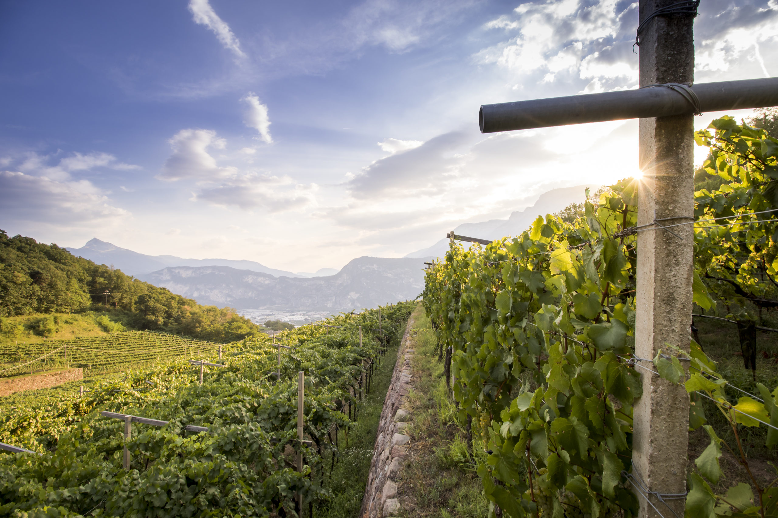 The Lunelli Group has joined forces with Bluetentacles: a synergy in ...